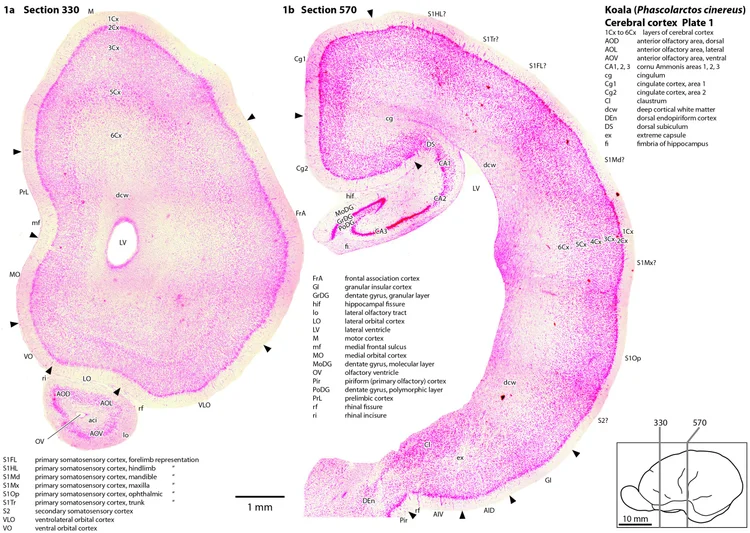 Cerebral cortex of the koala — Comparative Brain Anatomy