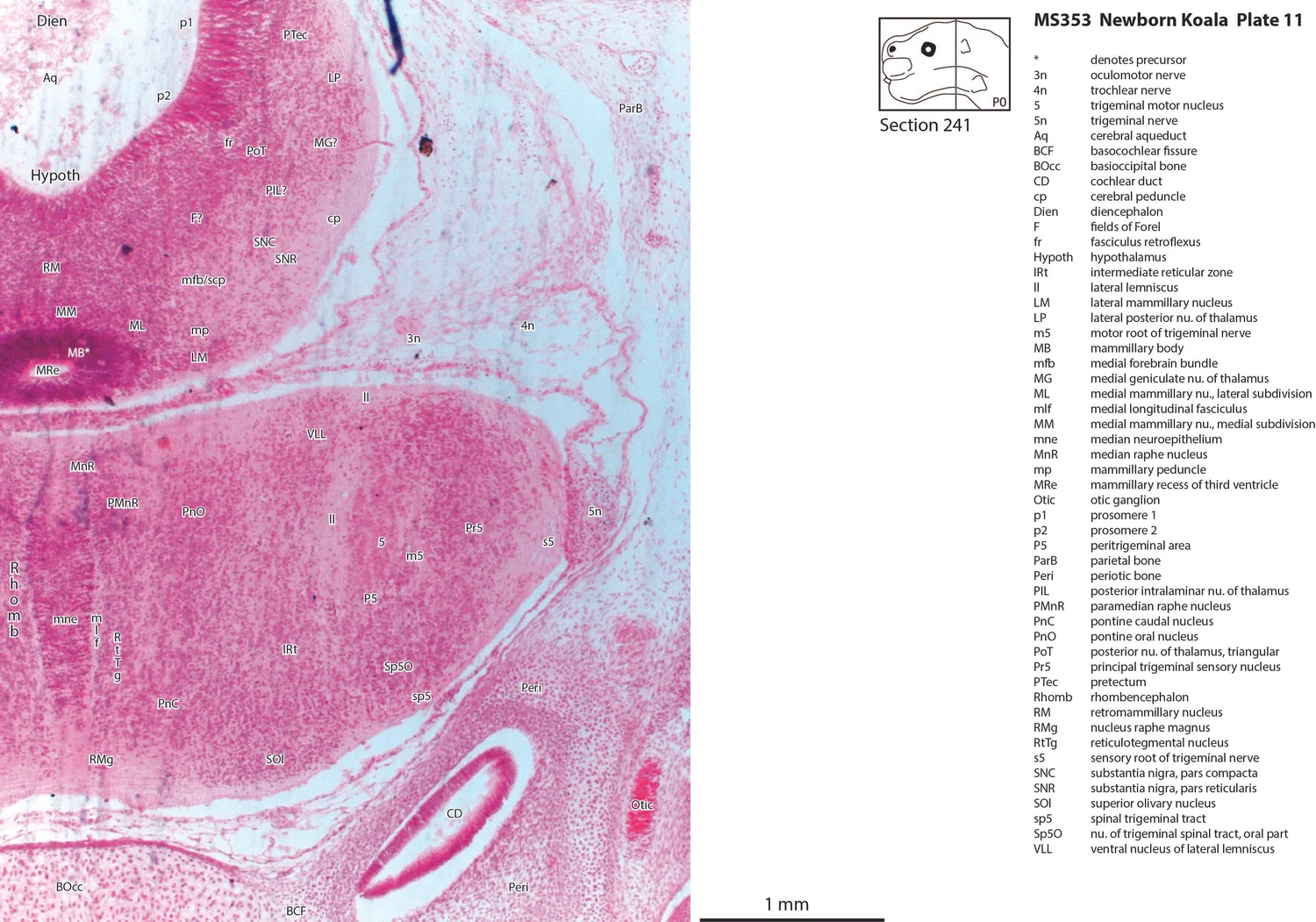 Koala P0 H&E — Comparative Brain Anatomy