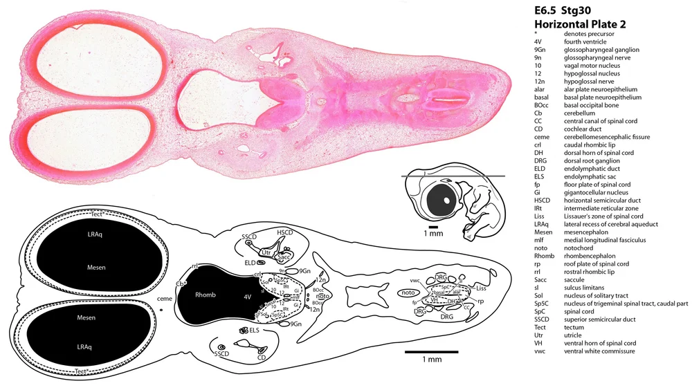 Chick Embryo Atlas E6.5 Horizontal — Comparative Brain Anatomy