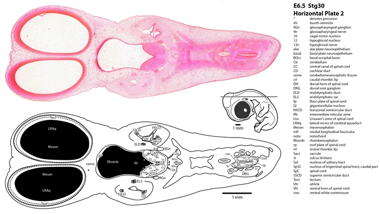 Chick Embryo Atlas E6.5 Horizontal — Comparative Brain Anatomy