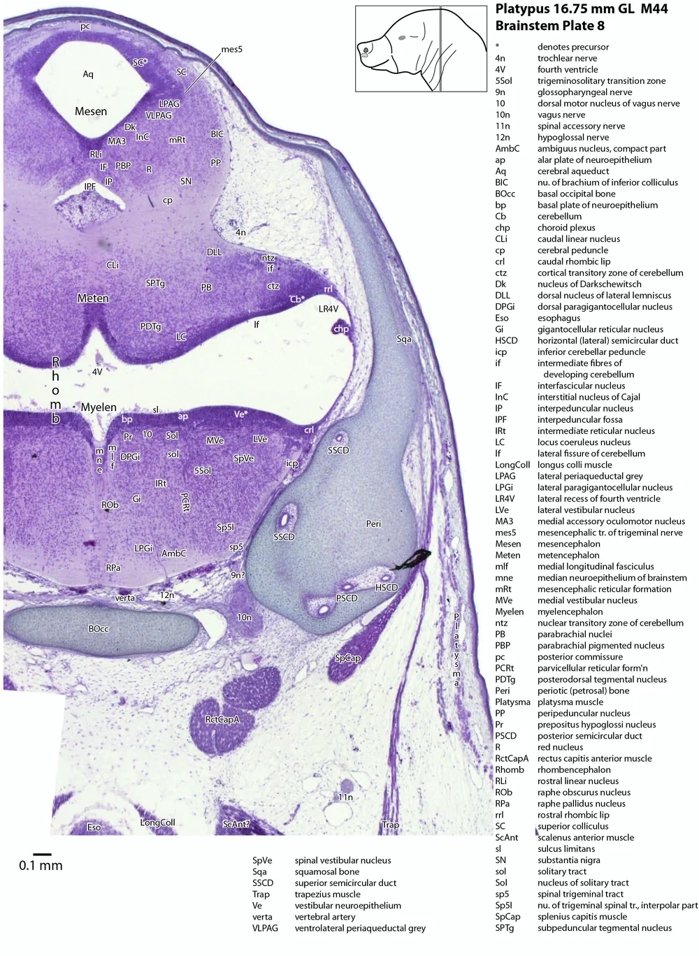 Platypus 16.75 mm GL Brainstem — Comparative Brain Anatomy