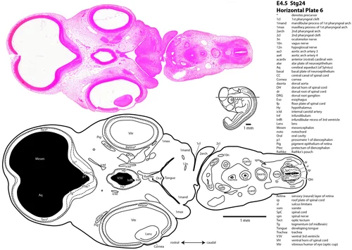 Chick Embryos — Comparative Brain Anatomy