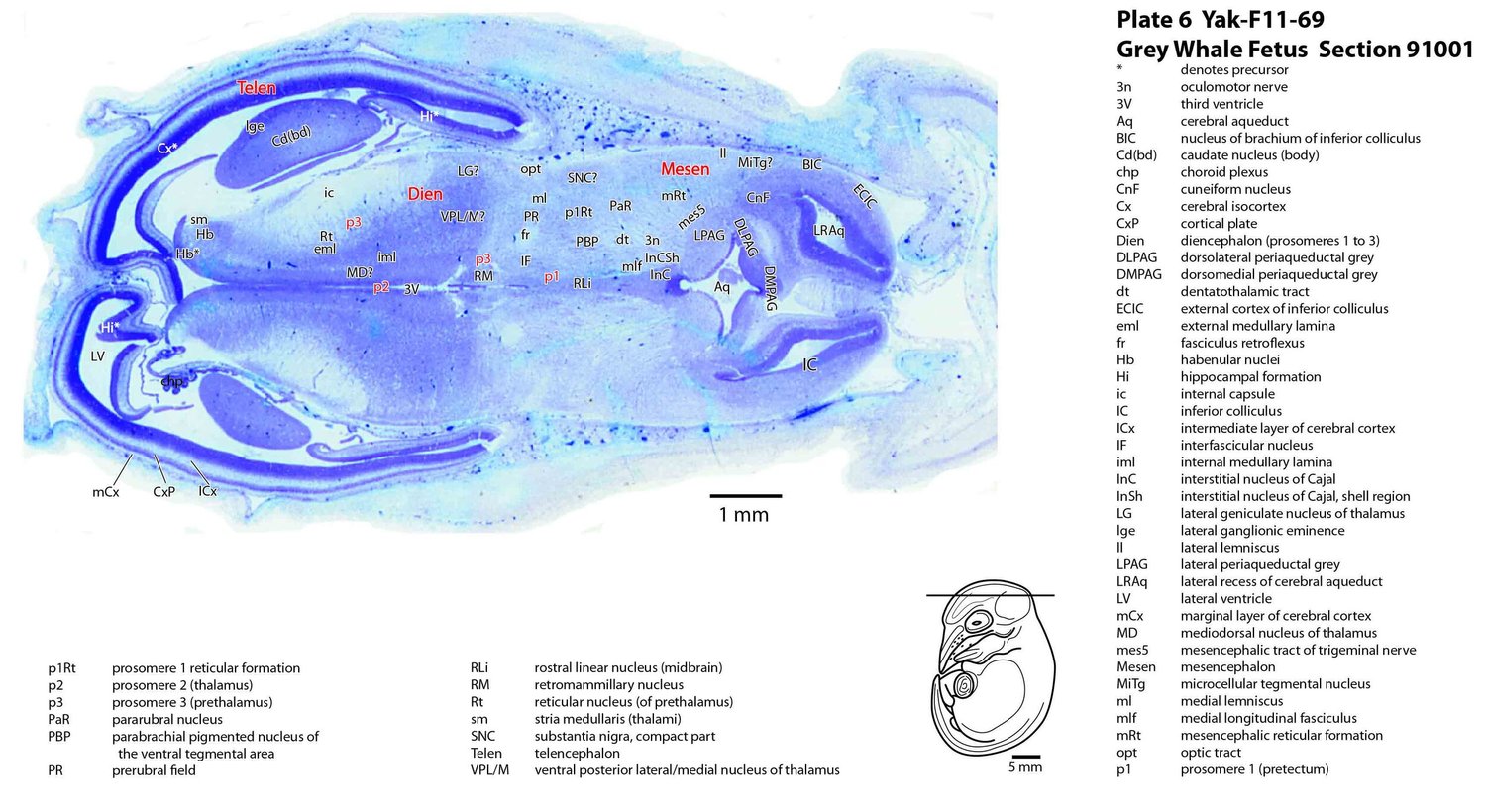 Atlas of the Brain of a Fetal Grey Whale — Comparative Brain Anatomy