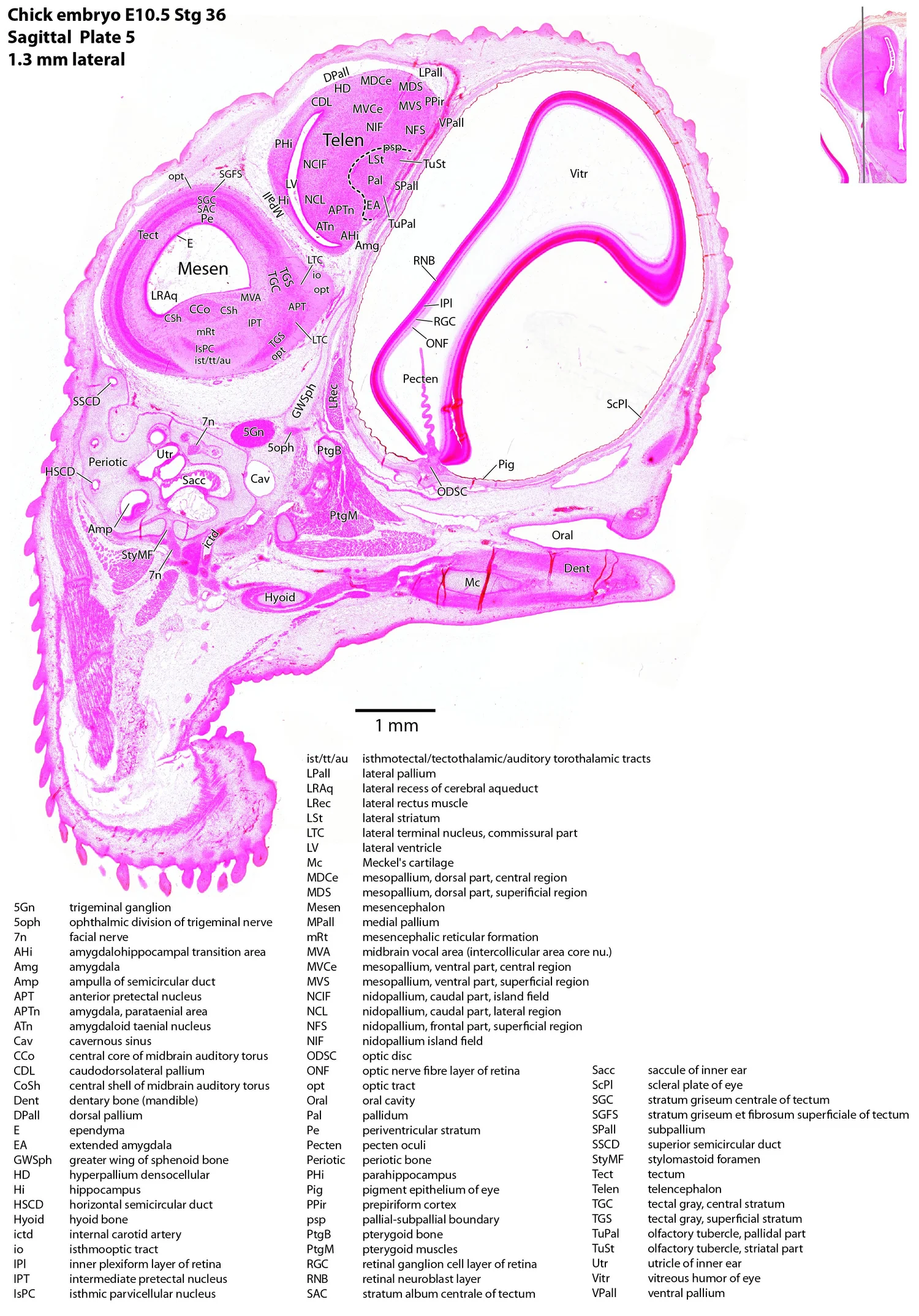Chick Embryo Atlas E10.5 Sagittal — Comparative Brain Anatomy
