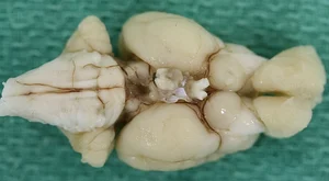 Introduction to Neurobiology of Australian Marsupials — Comparative ...