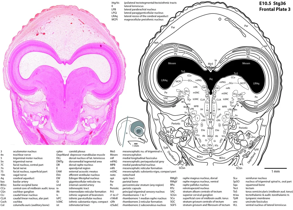 Chick Embryo Atlas E10.5 Frontal — Comparative Brain Anatomy