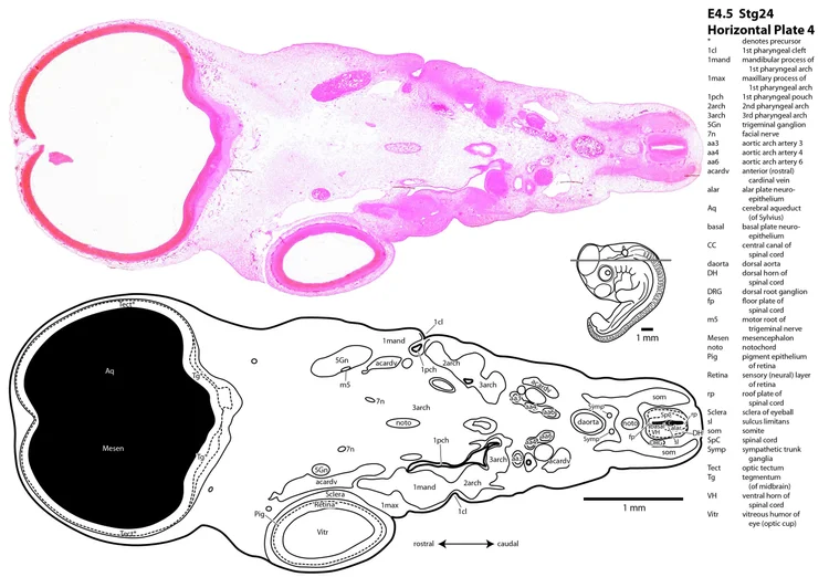 Chick Embryos — Comparative Brain Anatomy