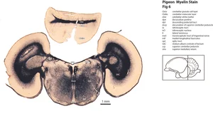 Pathways in the Avian Brain — Comparative Brain Anatomy