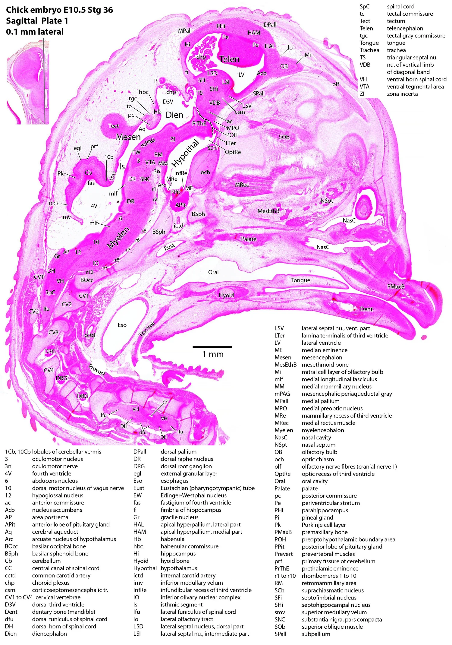 Chick Embryo Atlas E10.5 Sagittal — Comparative Brain Anatomy