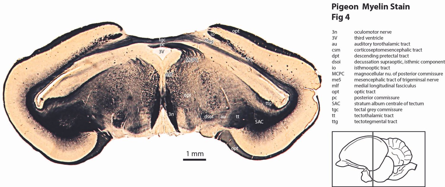 Pathways in the Avian Brain — Comparative Brain Anatomy