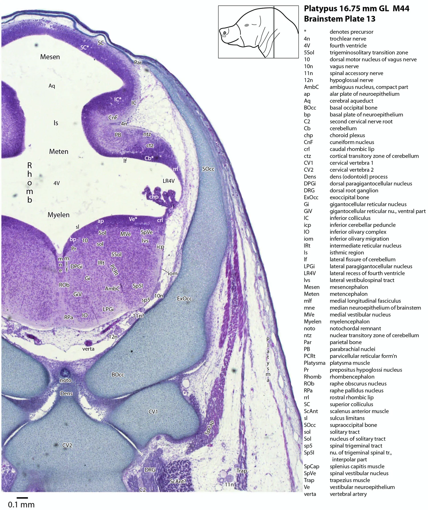 Platypus 16.75 mm GL Brainstem — Comparative Brain Anatomy