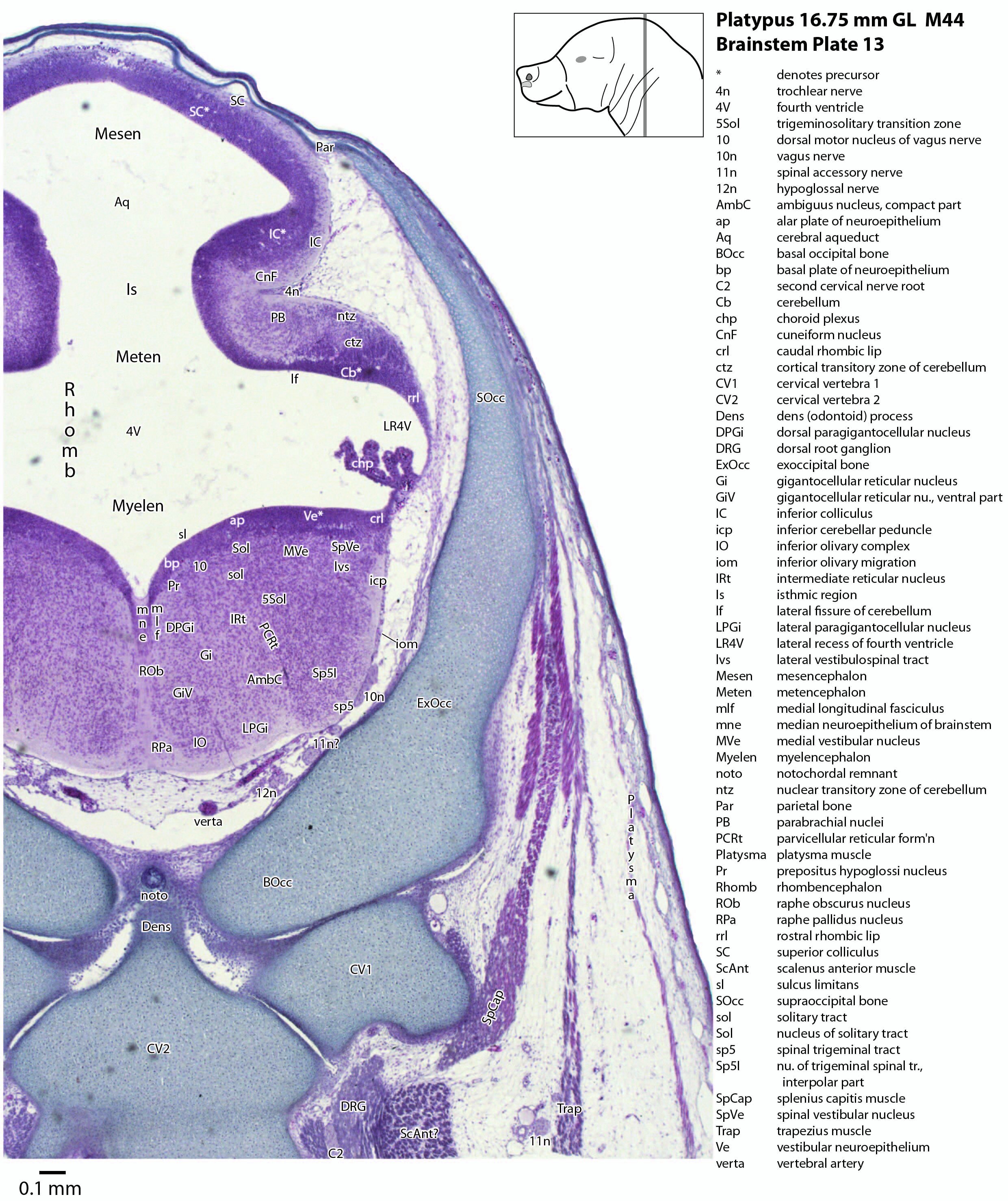 Platypus 16.75 mm GL Brainstem — Comparative Brain Anatomy