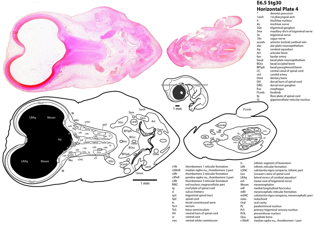 Chick Embryo Atlas E6.5 Horizontal — Comparative Brain Anatomy