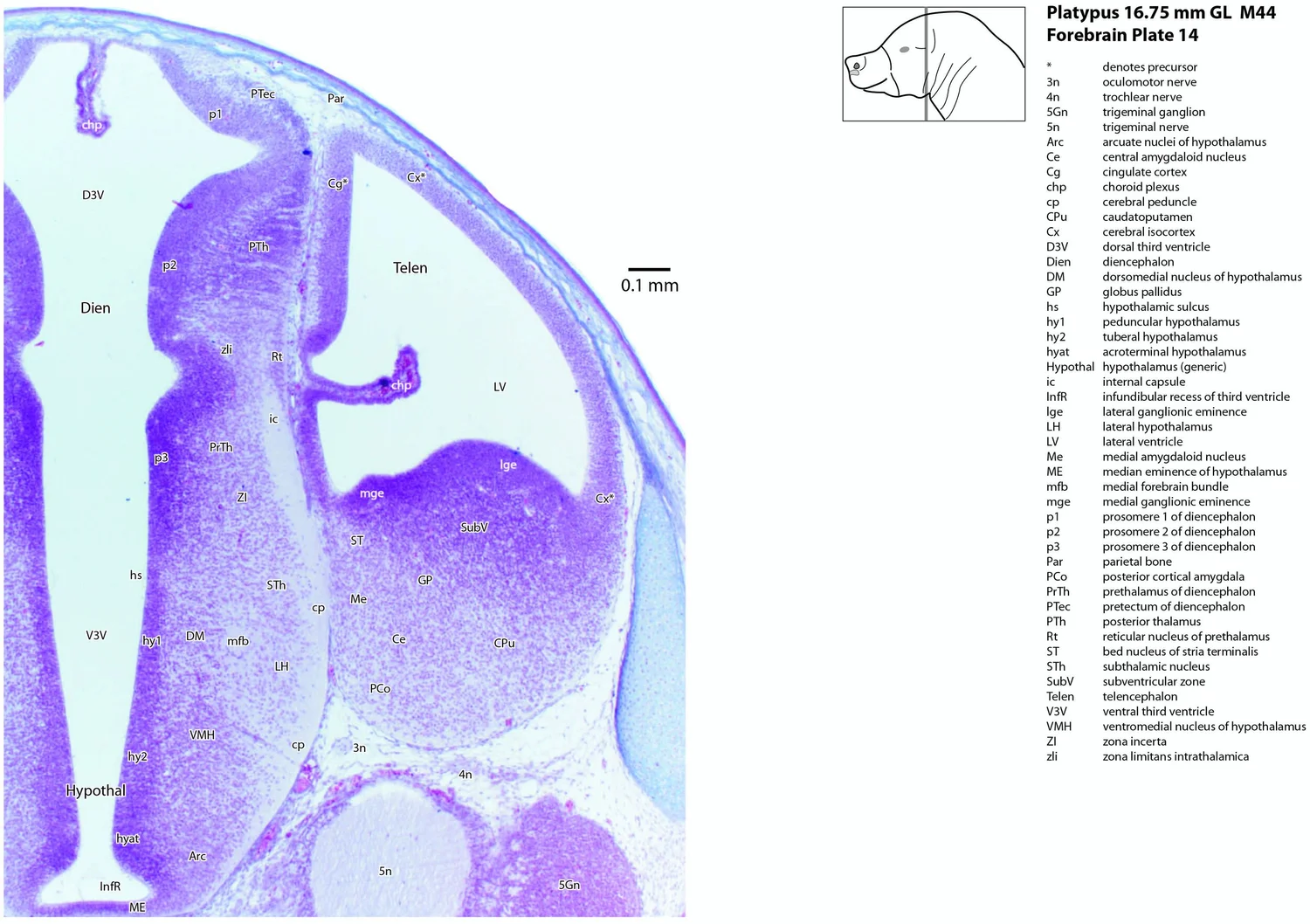 Platypus 16.75 mm GL Forebrain — Comparative Brain Anatomy