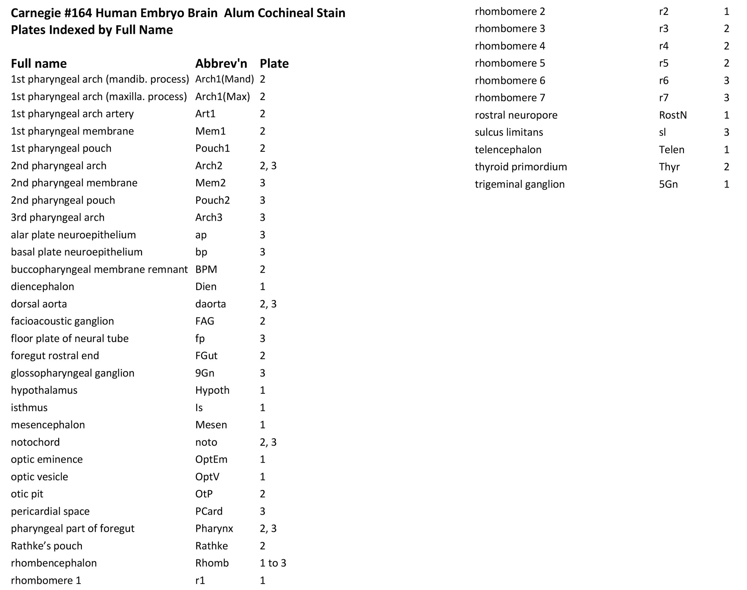Human Embryo 3.5 weeks — Comparative Brain Anatomy