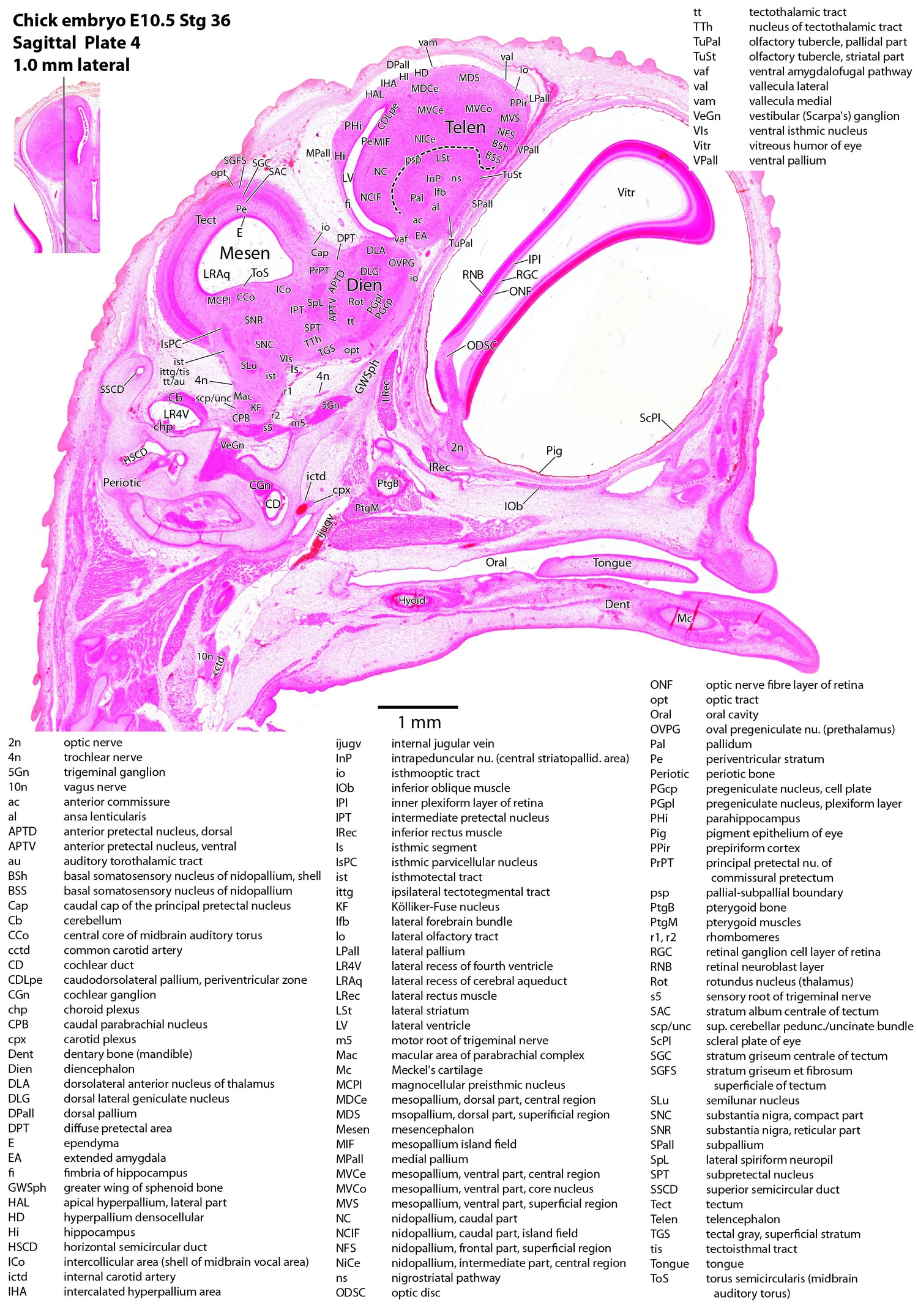 Chick Embryo Atlas E10.5 Sagittal — Comparative Brain Anatomy