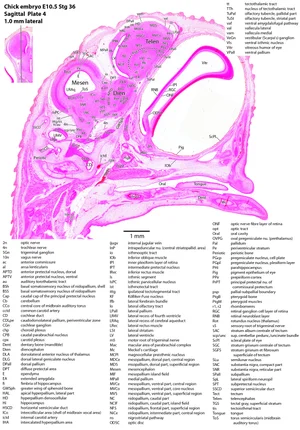 Chick Embryo Atlas E10.5 Sagittal — Comparative Brain Anatomy