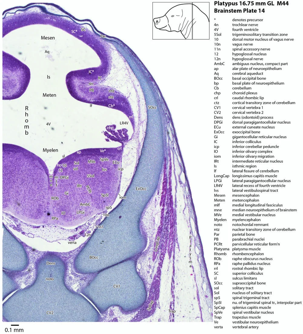 Platypus 16.75 mm GL Brainstem — Comparative Brain Anatomy