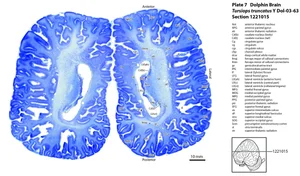 Atlas of the Brain of a Dolphin — Comparative Brain Anatomy