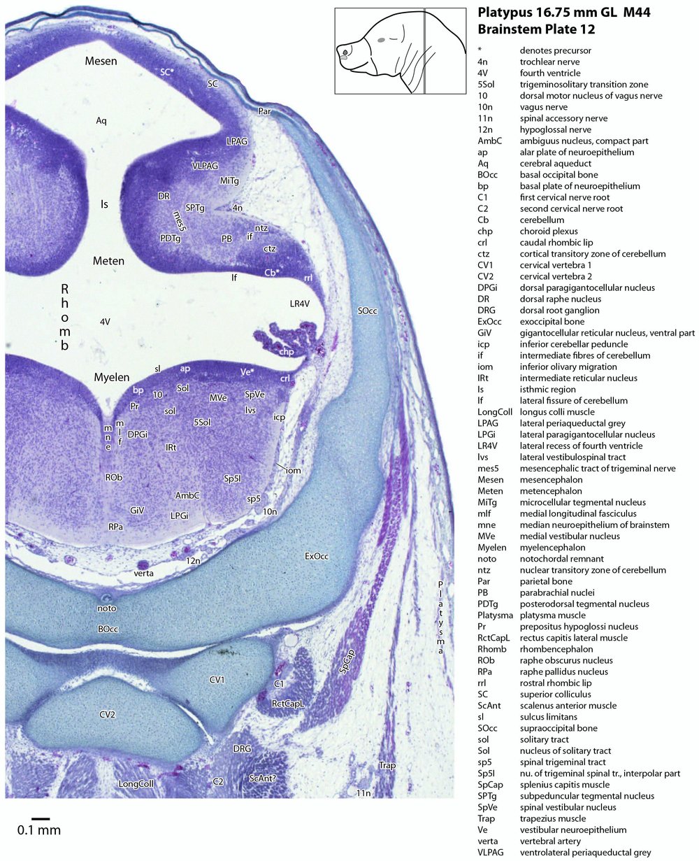 Platypus 16.75 mm GL Brainstem — Comparative Brain Anatomy