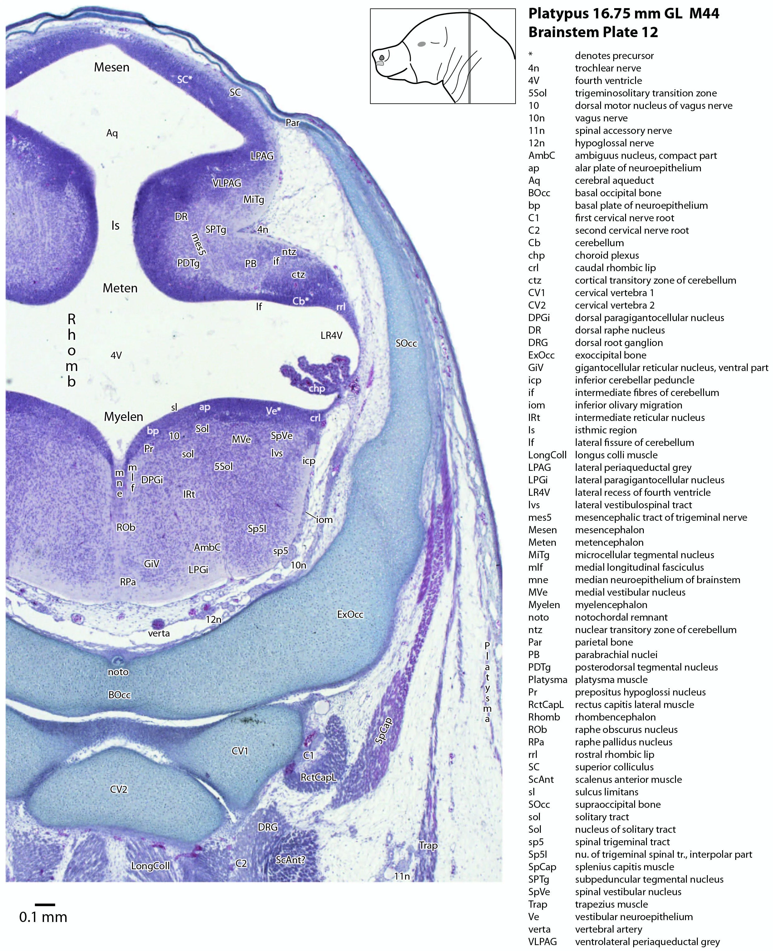 Platypus 16.75 mm GL Brainstem — Comparative Brain Anatomy
