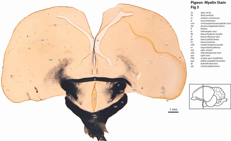 Pathways in the Avian Brain — Comparative Brain Anatomy