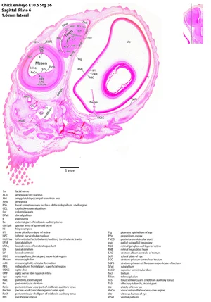 Chick Embryo Atlas E10.5 Sagittal — Comparative Brain Anatomy