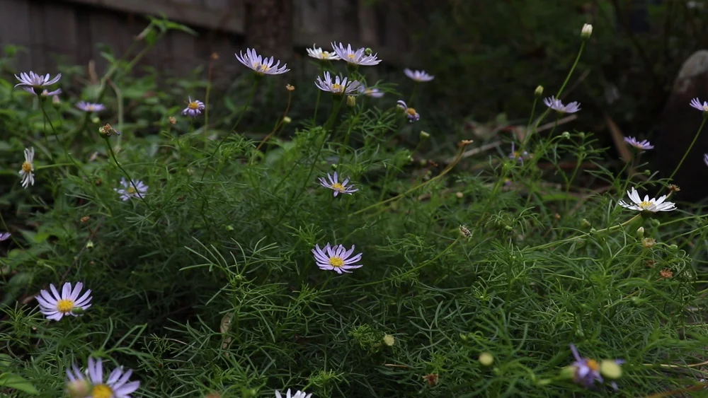 Brachyscome multifida (Cut-leaf daisy) Australian Native Plant Profile ...