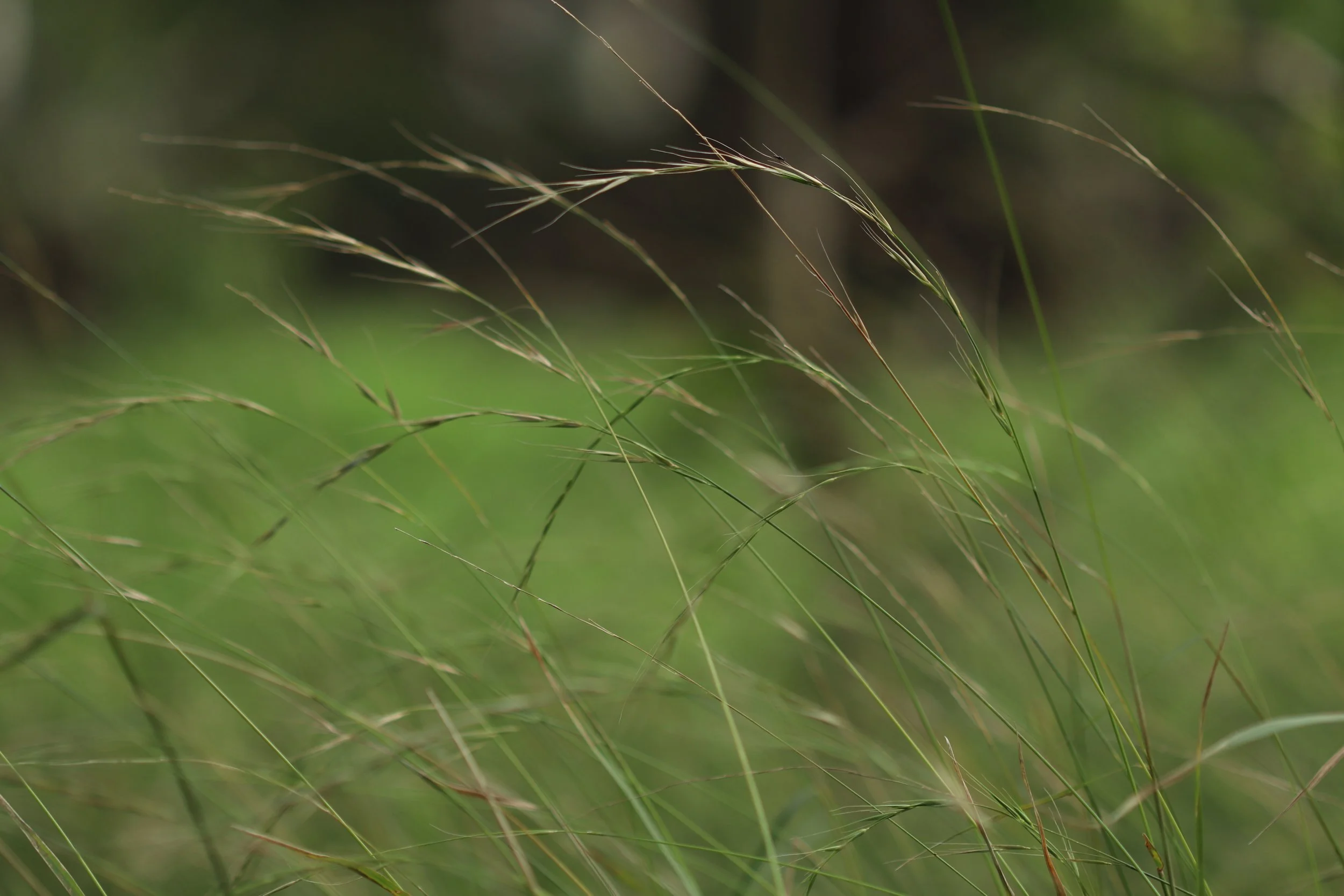 Microlaena stipoides (Weeping Meadow Grass) Australian Native Plant ...
