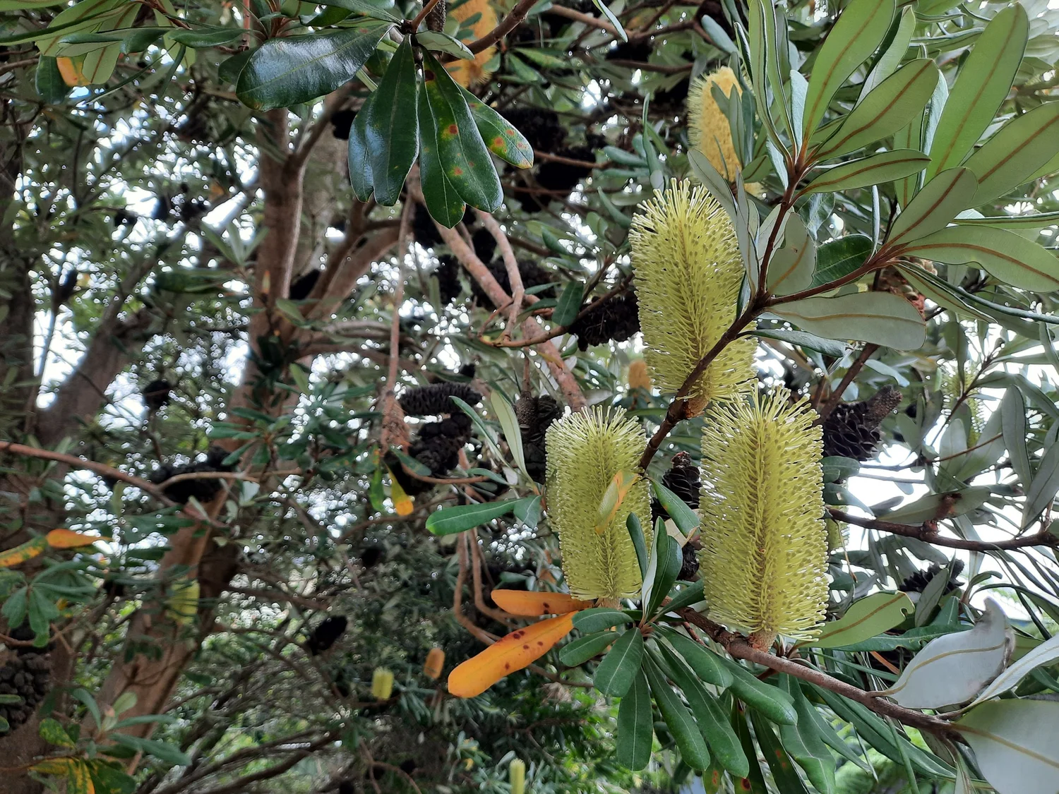 Banksia integrifolia (Coastal Banksia) Australian Native Plant Profile ...