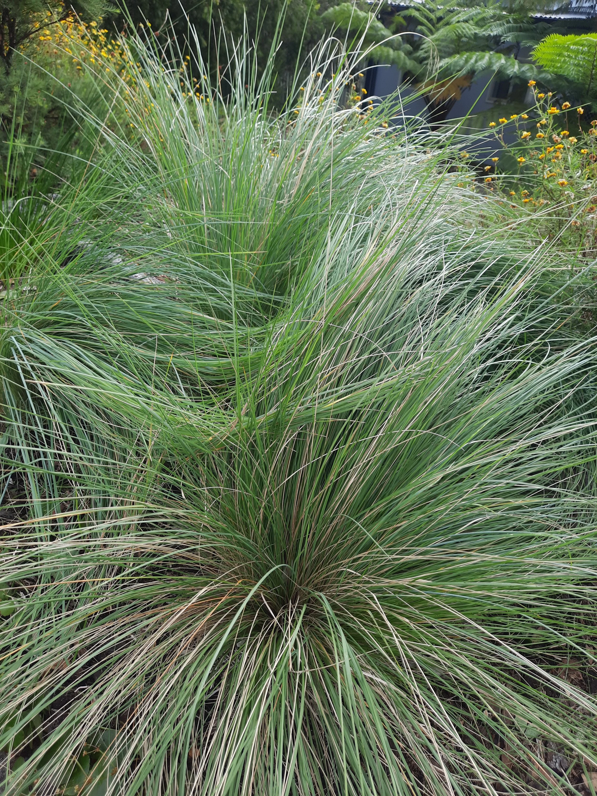Poa labillardierei (Tussock Grass) Australian Native Plant Profile ...