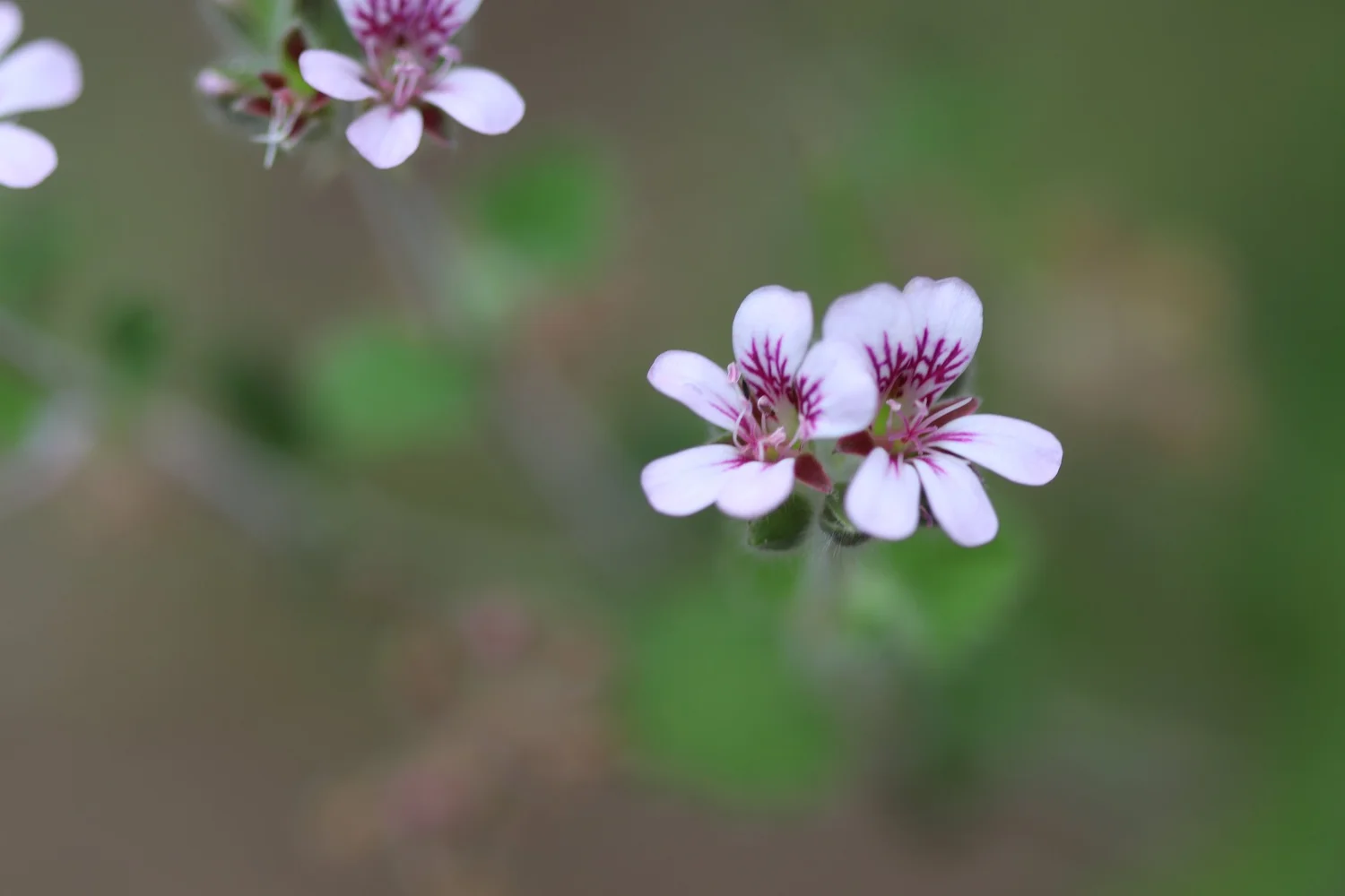 Pelargonium australe (Native Storksbill/Wild Geranium) Australian ...