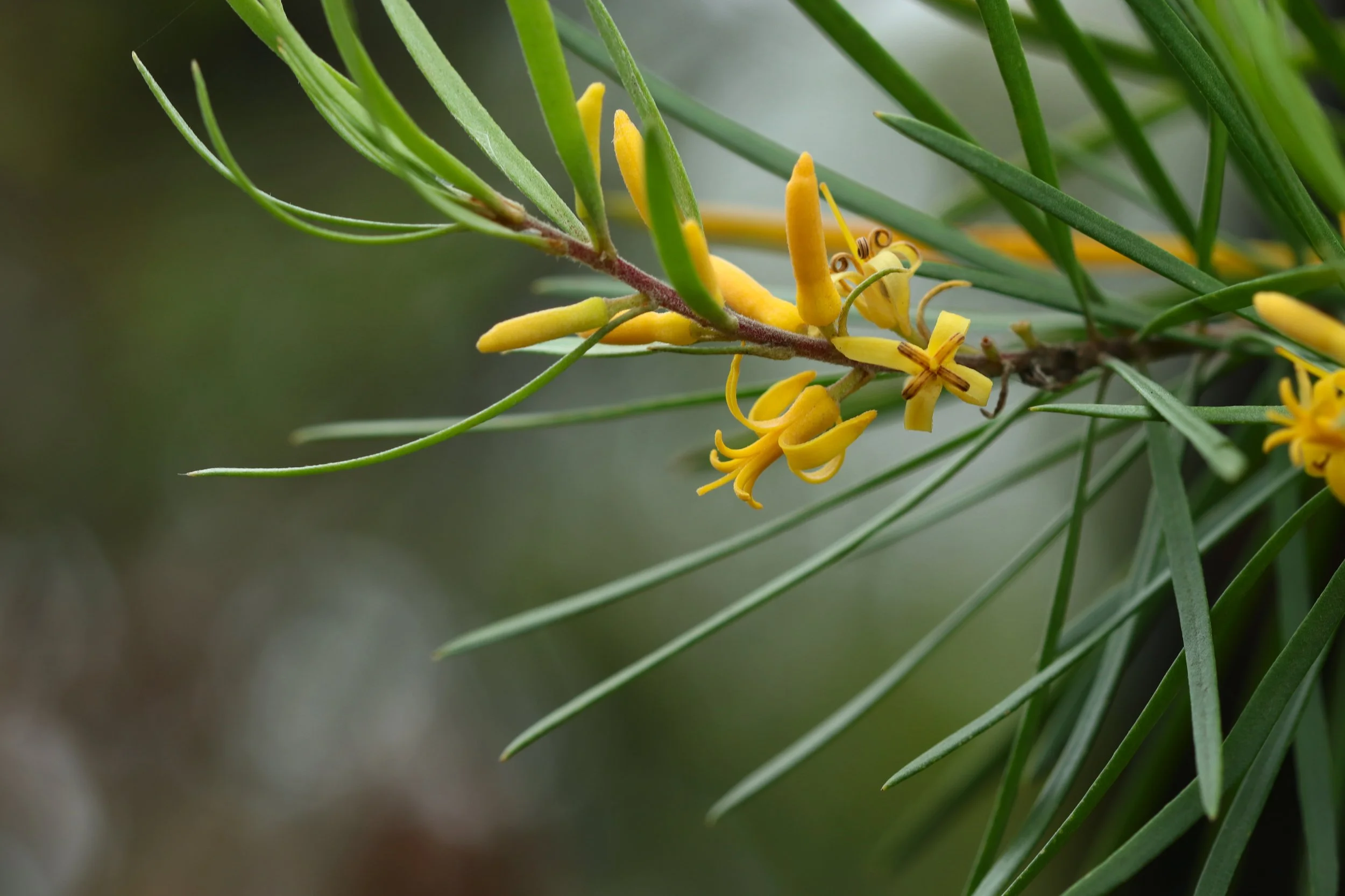 Do All Your Native Plants Need Special Fertiliser? Australian Native ...