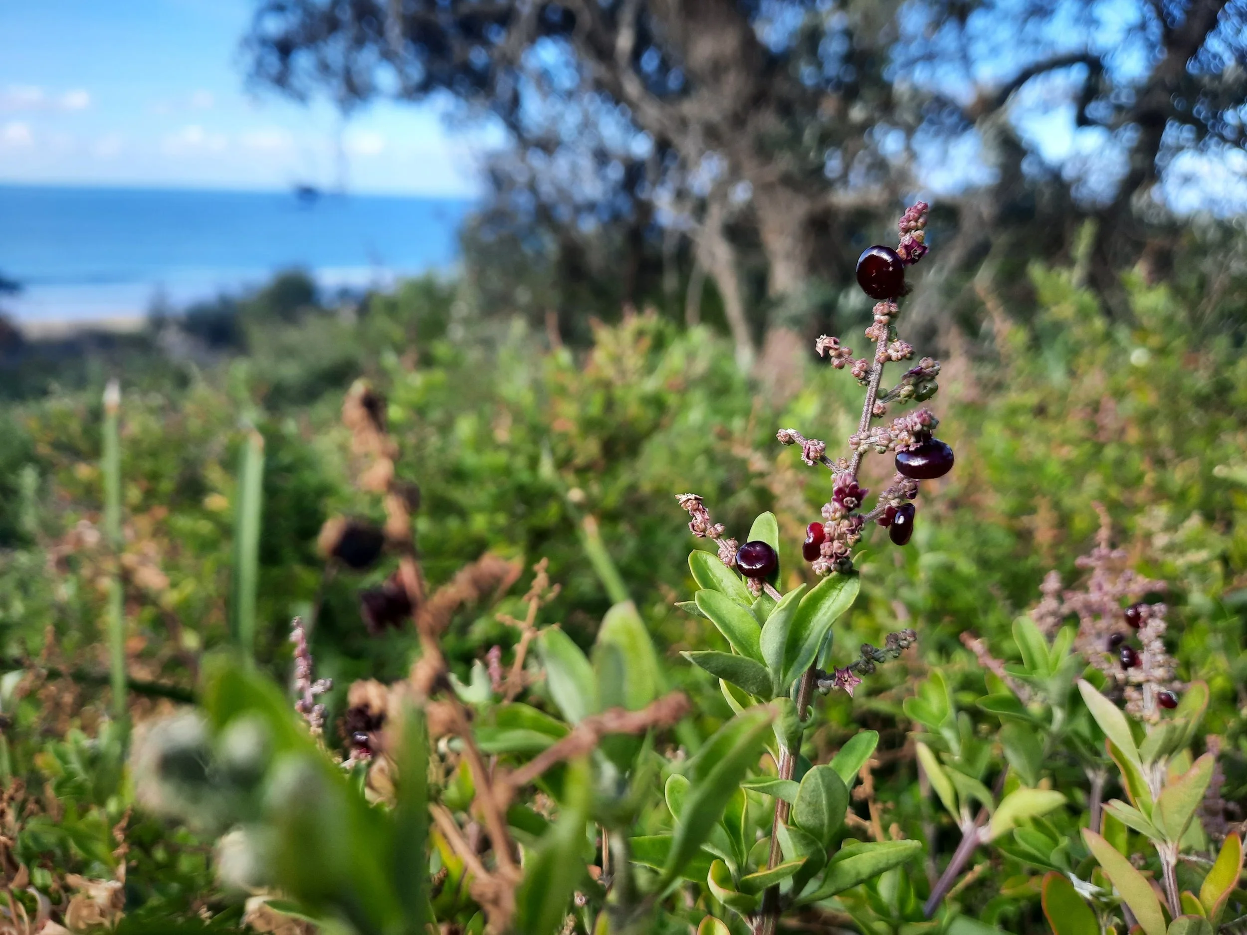 Rhagodia candolleana (Sea Berry Saltbush) Australian Native Plant ...