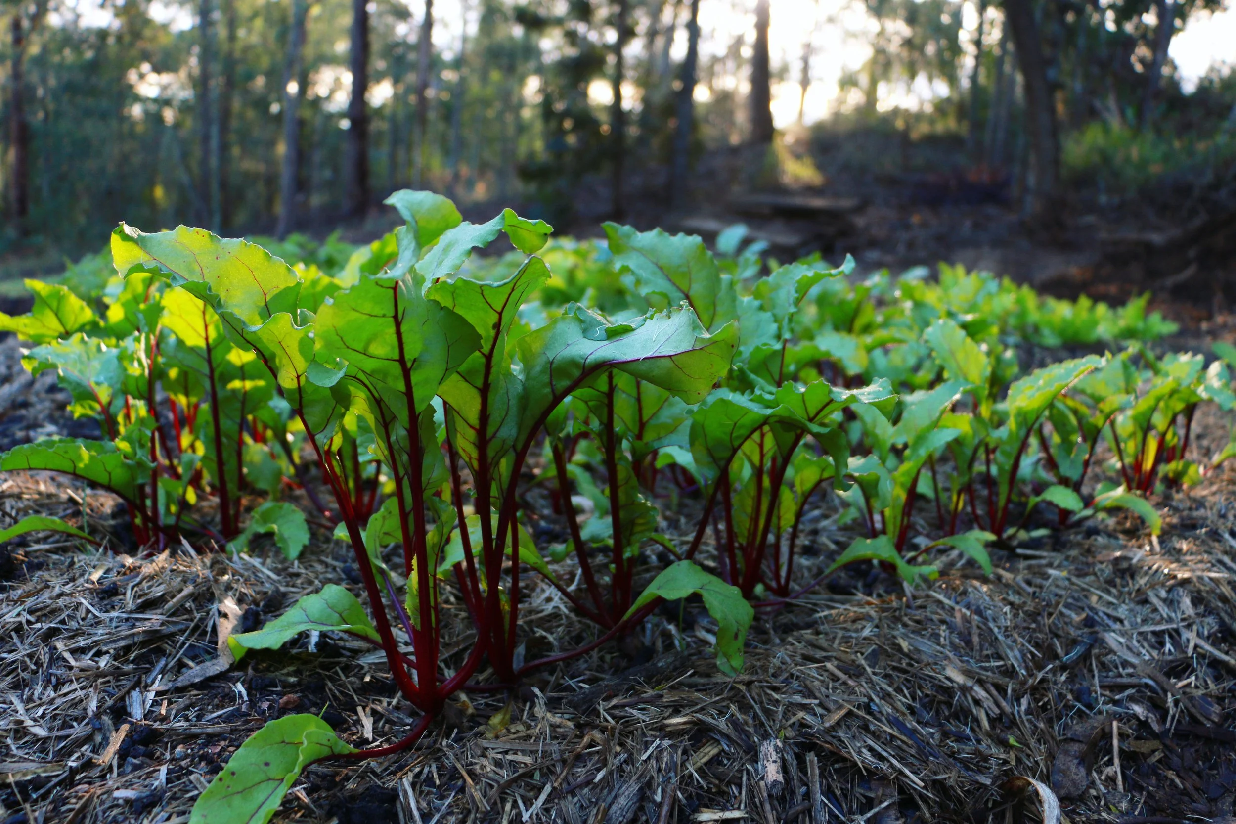 Growing, Harvesting and Using Beetroot — Whipbird Environmental