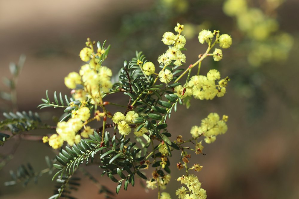 Should you Fertilise Australian Native Plants? Australian Native Plant ...