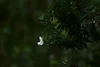 Westringia fruiticosa (Coastal Rosemary) Australian Native Plant ...