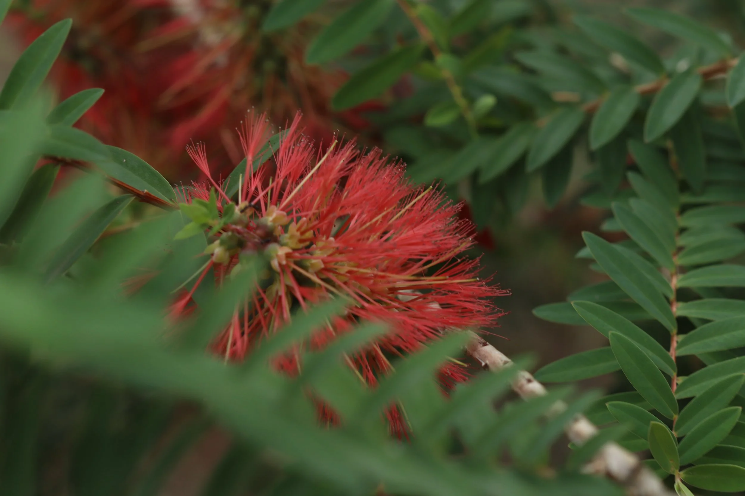 Melaleuca hypericifolia (Hillock Bush or Red-Flowered Paperbark ...