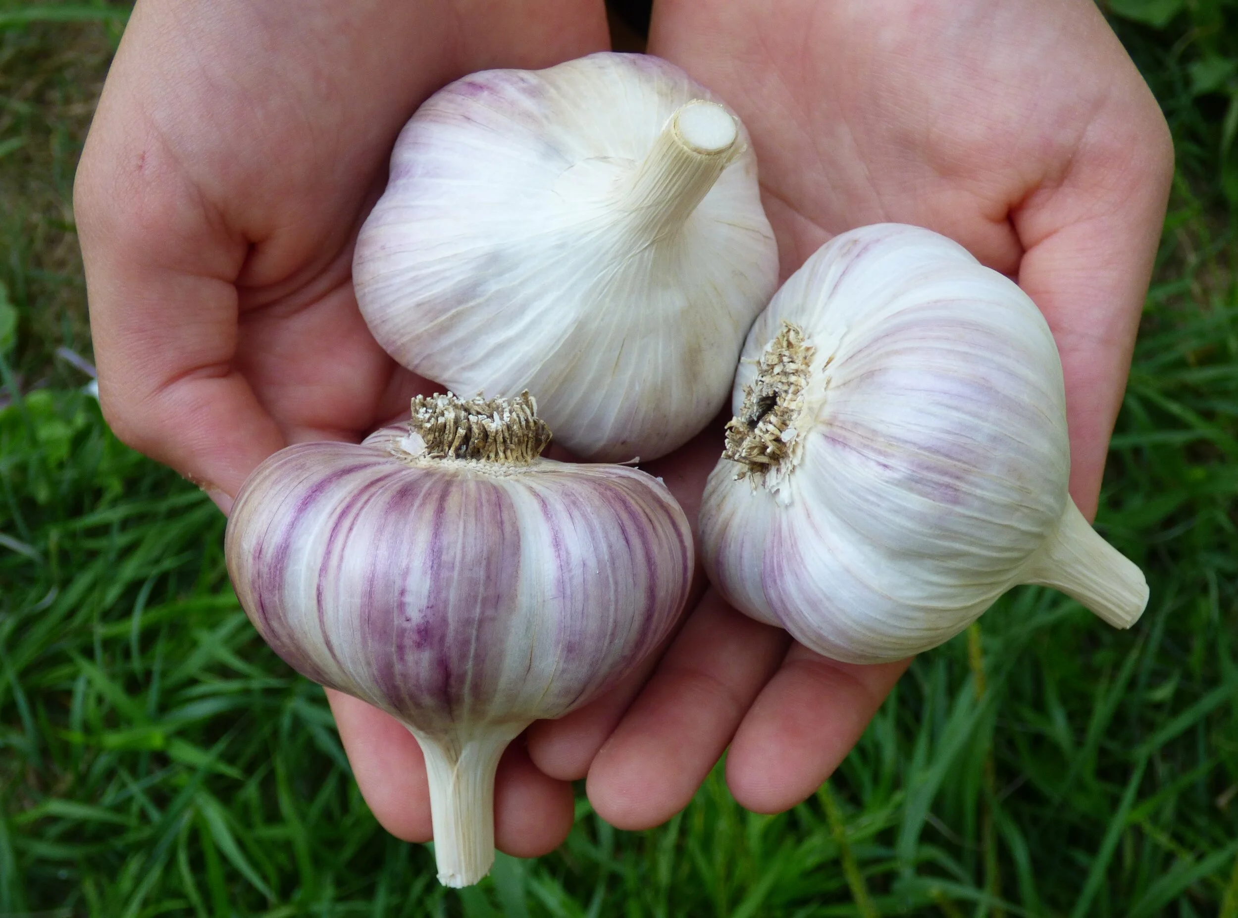 Products — Prairie Coteau Farm