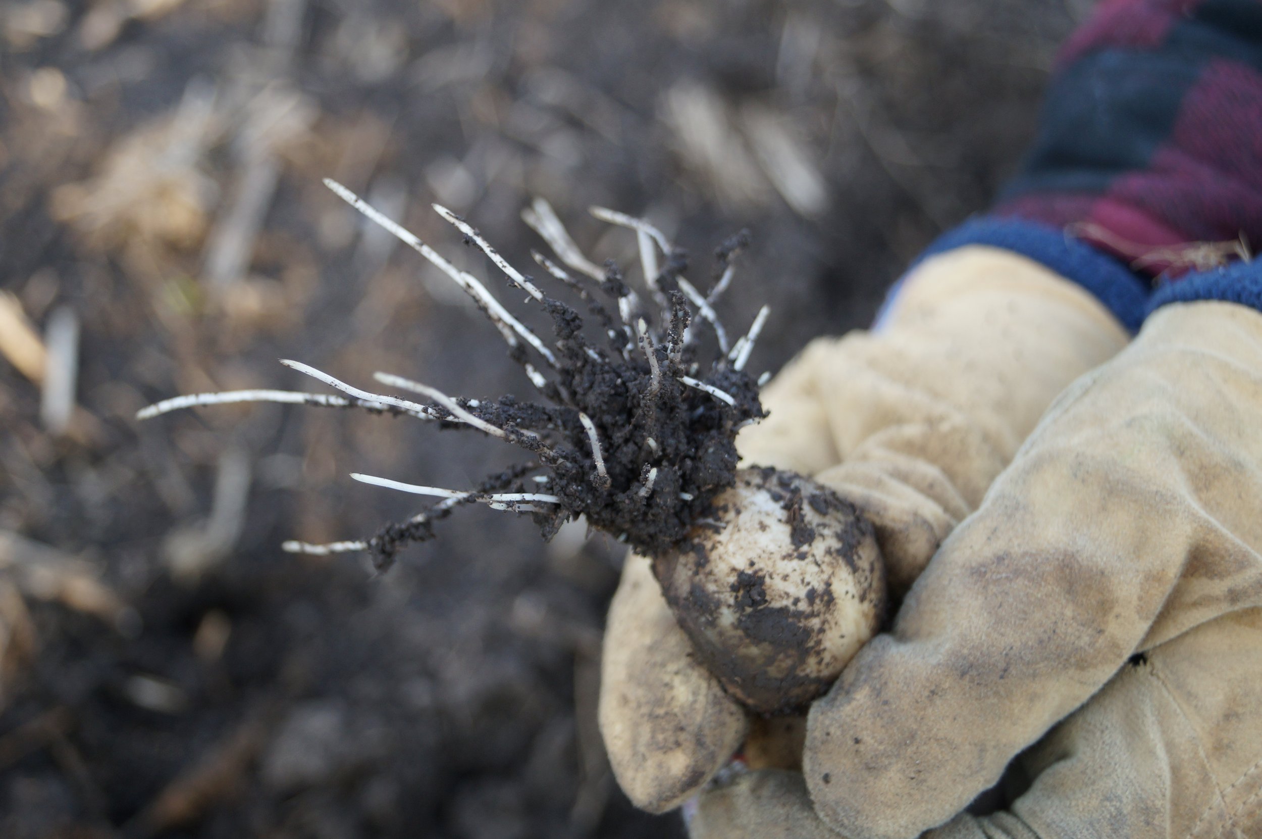 My Five Tips For Garlic Planting Success — Prairie Coteau Farm