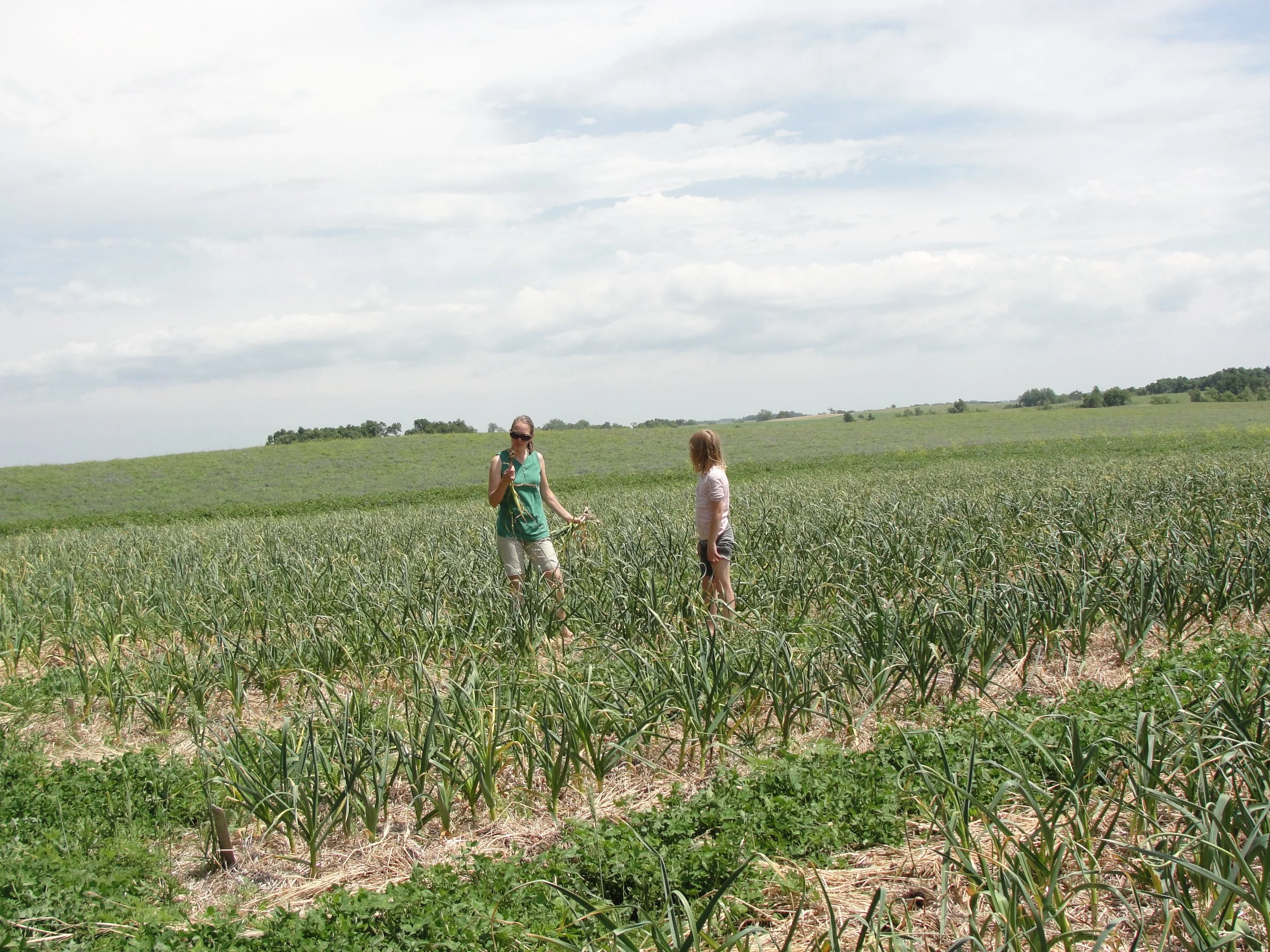 3 Steps to Nurture Your Garlic in Summer — Prairie Coteau Farm