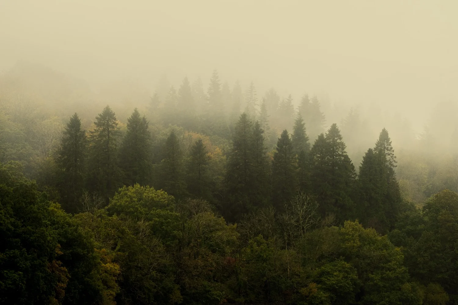 Lee Cooper Photography