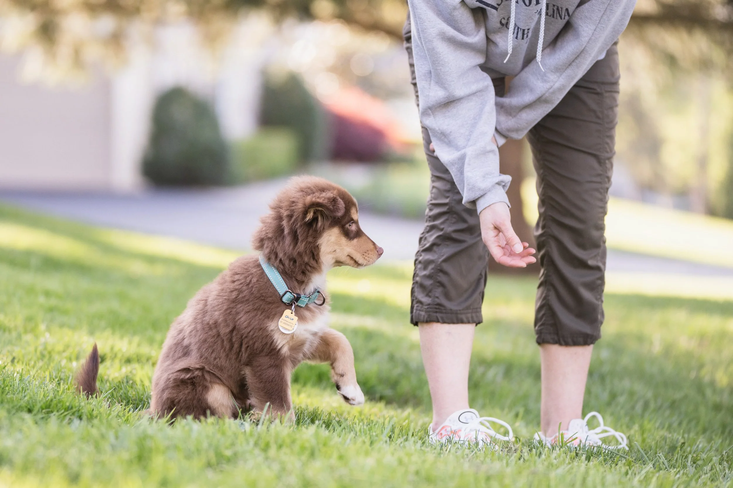 Training programs — Fetch Happens K9