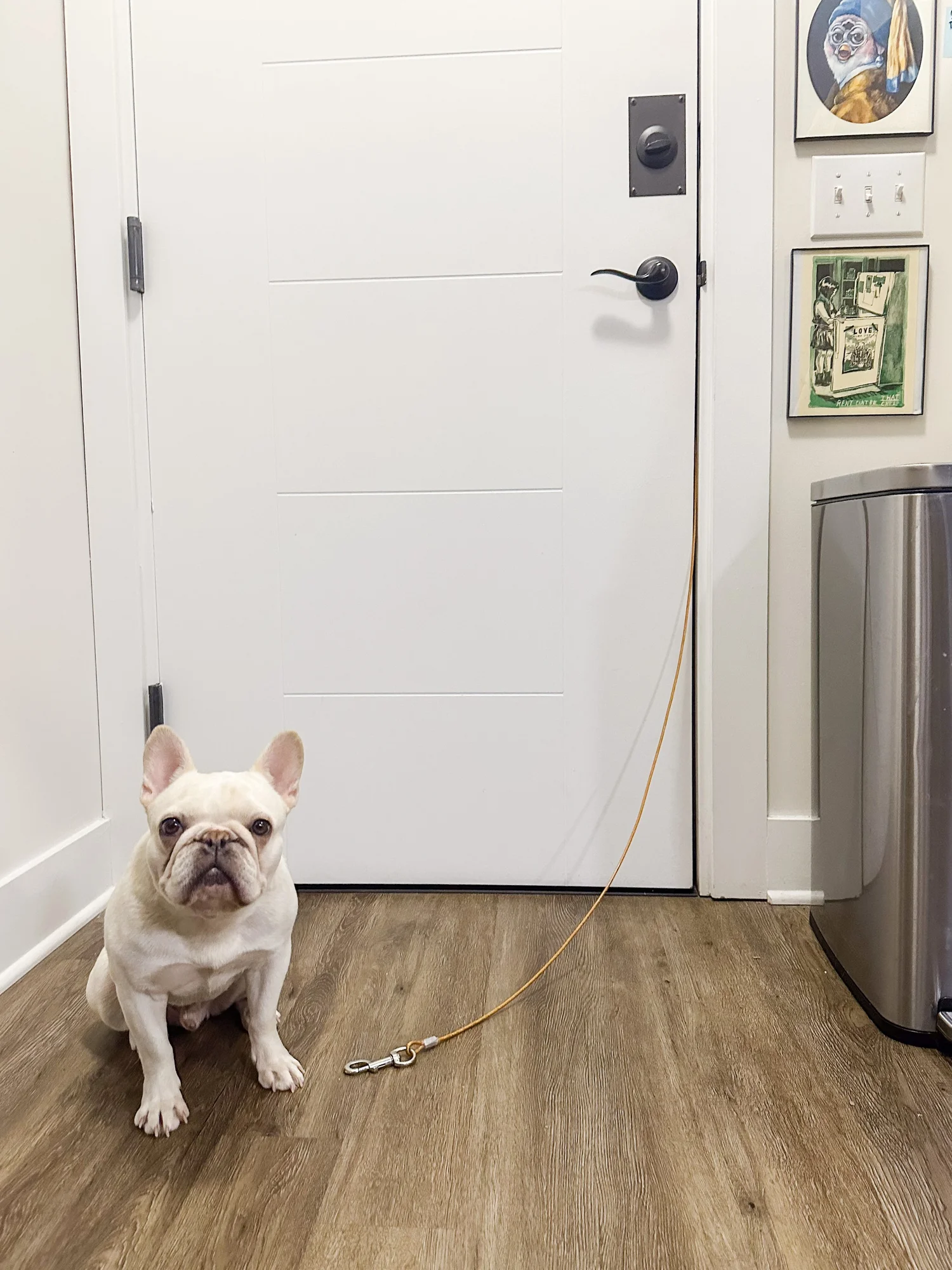Teaching Your Dog to Settle Through Tethering — Fetch Happens K9