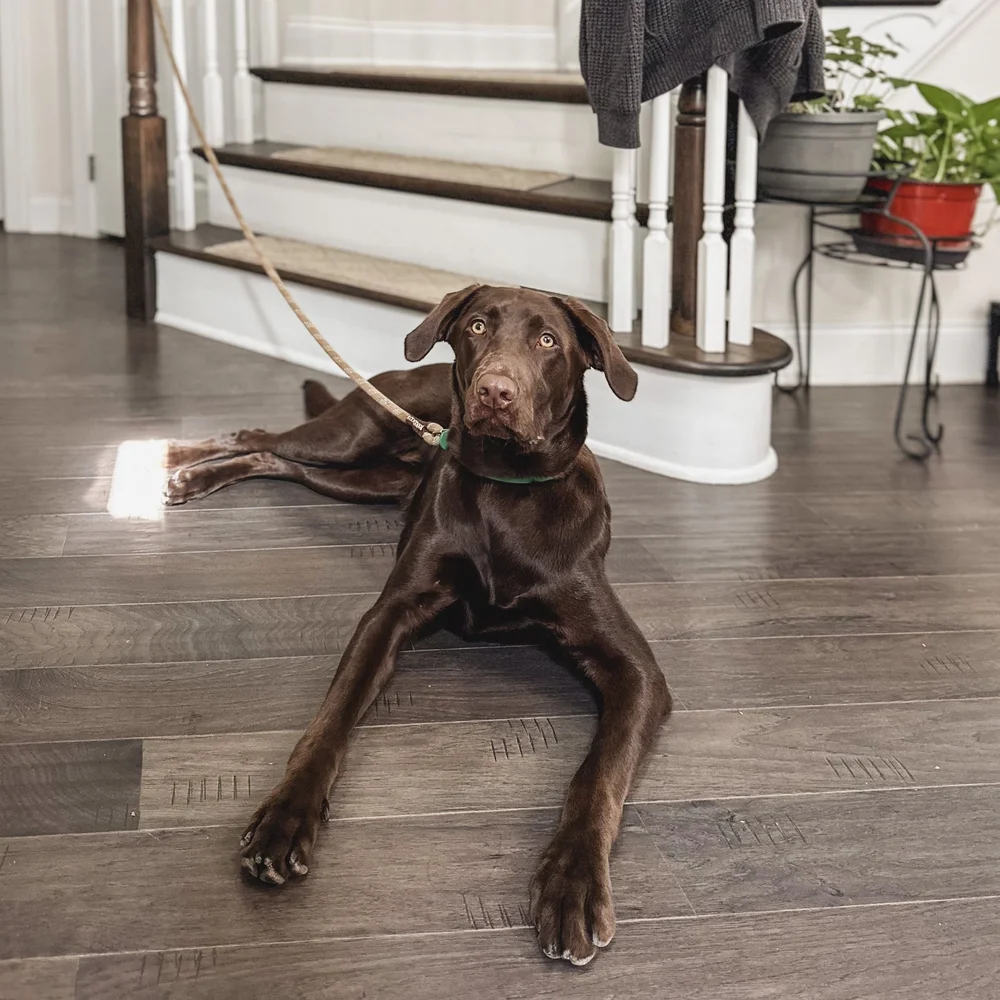 Teaching Your Dog to Settle Through Tethering — Fetch Happens K9