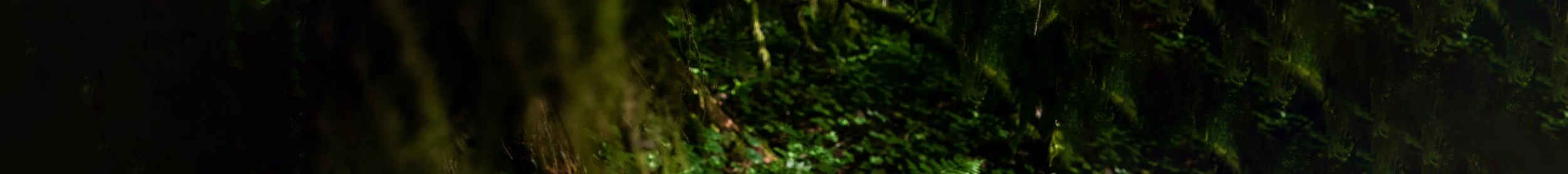 Enchanted Storybook Creations