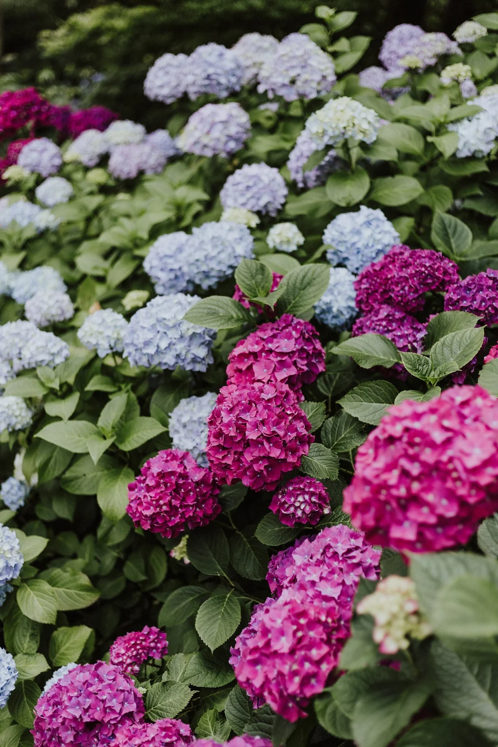 How to Grow, Care for and Arrange Hydrangea Flowers