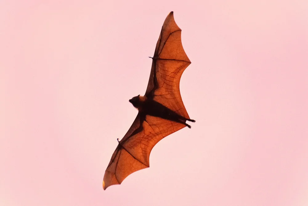 Bat Houses You Can Build Or Buy
