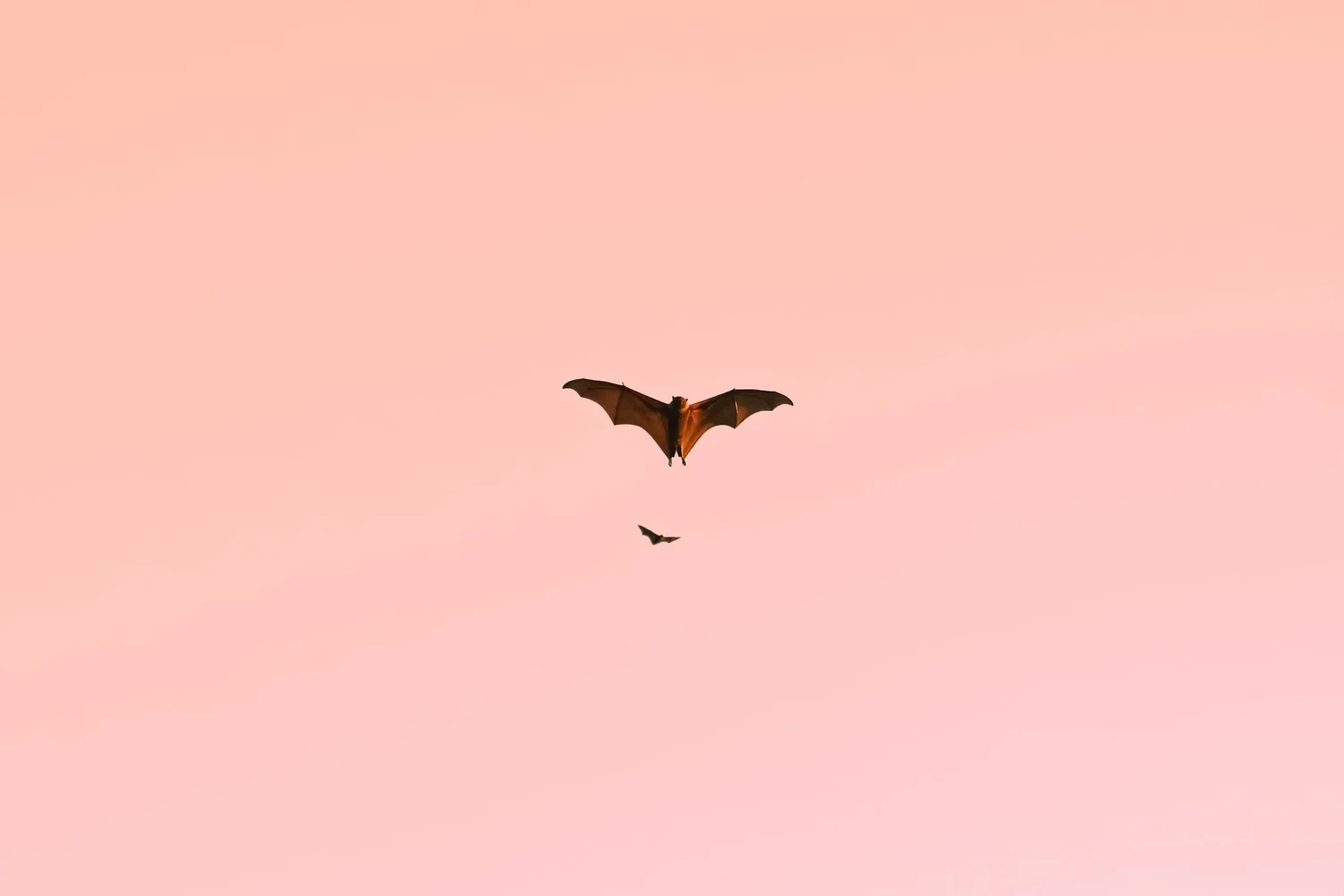 Bat Houses You Can Build Or Buy