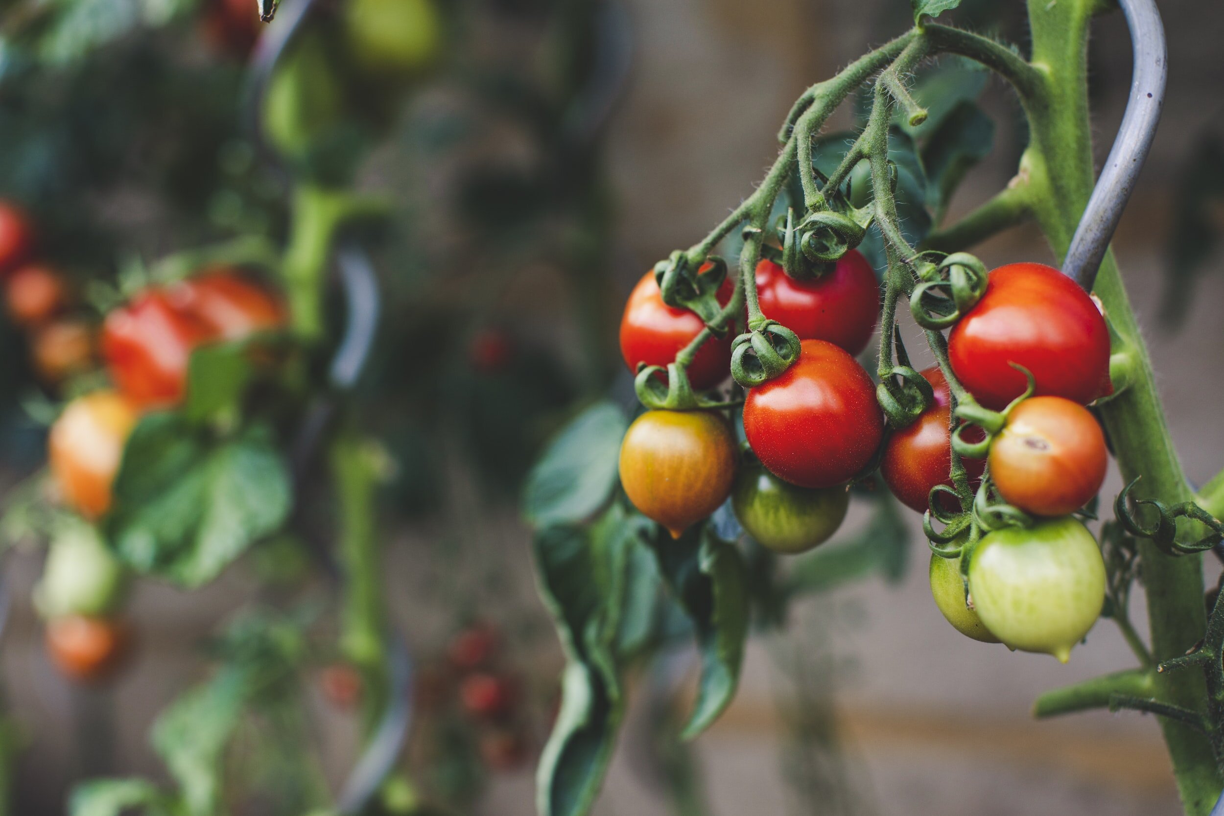 Tomato Gardening: Step-by-Step Guide to Growing, Harvesting, Storing ...